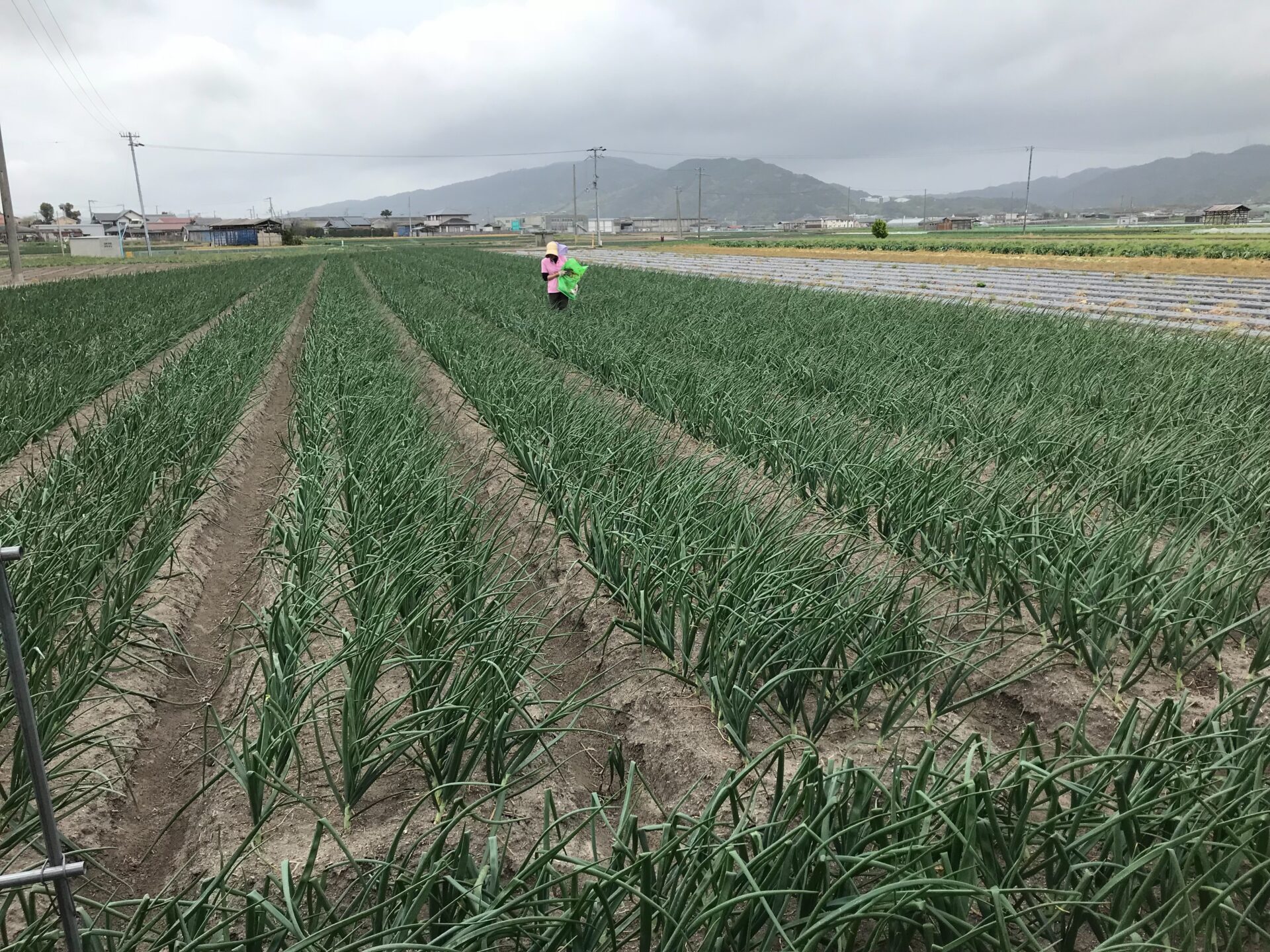 春の訪れと玉ねぎの成長に欠かせない作業のこと – 野口ファーム